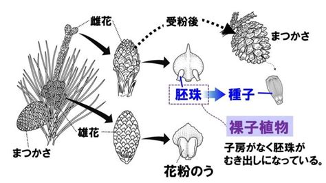 【中1理科】植物の花つくりのポイント Examee 植物 花 植物 花