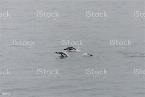 물 속에서 수영 하는 킹 펭귄 군체에 대한 스톡 사진 및 기타 이미지 군체 귀여운 기둥 Istock