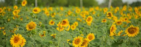 Input Requirements Aquacrop Fao