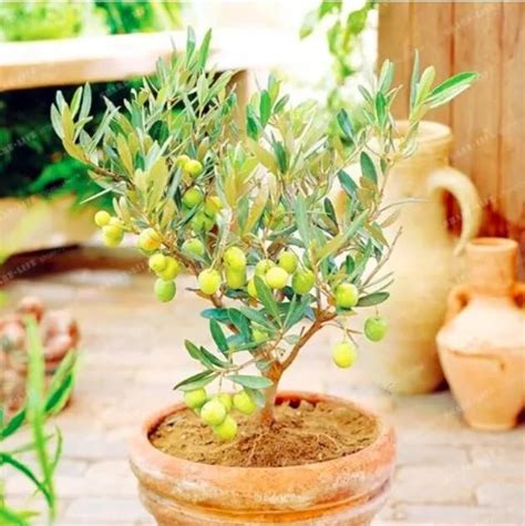 Rare Mini Olive Tree Olea Europaea 10 Seeds