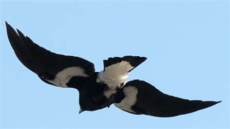 Magpie Season Is In Full Swing With Cyclists And Joggers On The Lookout
