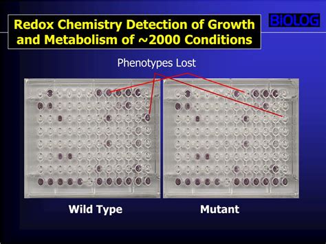 Ppt Functional Genomics And Phenotypic Characterization Using Phenotype Microarrays Tm