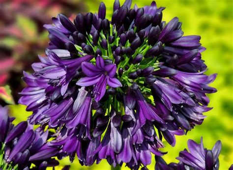 Fairweathers Launches Plants For Chelsea And National Plant Show