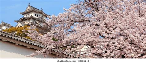 Himeji Castle Beautiful Cherry Blossom Spring Season Over 1 855