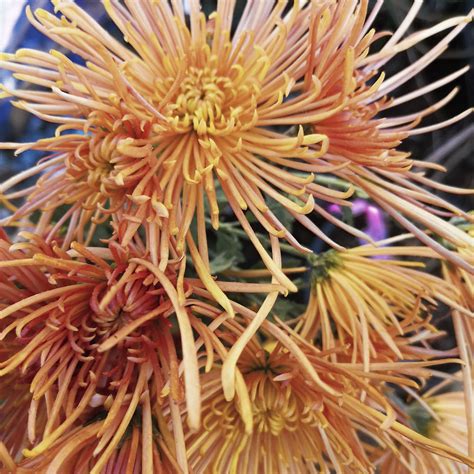 Chrysanthemum Plant Wind Dancer Moonrise Growers