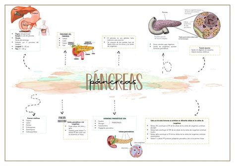 Páncreas MediNotes uDocz