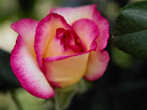 Rosa The Rose Rosa Is The Scientific Name Of Rose