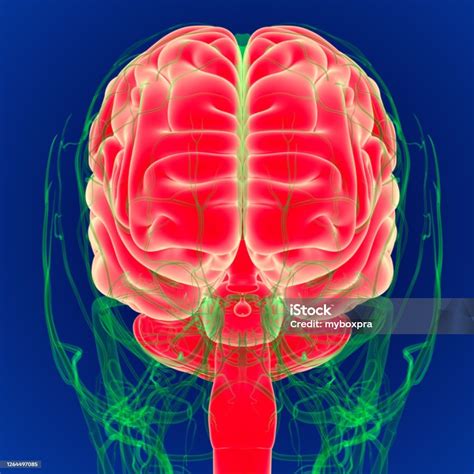 3d 插圖人腦與循環系統解剖學 照片檔及更多 中風 照片 中風 人的心臟 人的頭部 Istock
