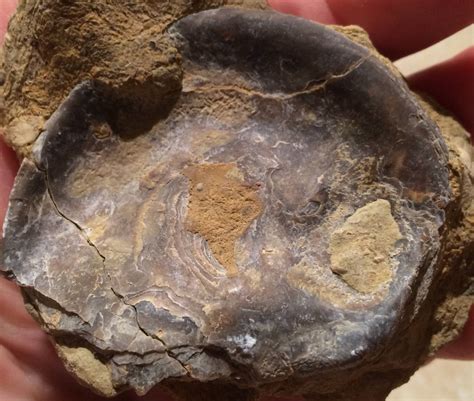 South Texas Upper Cretaceous Bivalve Fossil Id The Fossil Forum