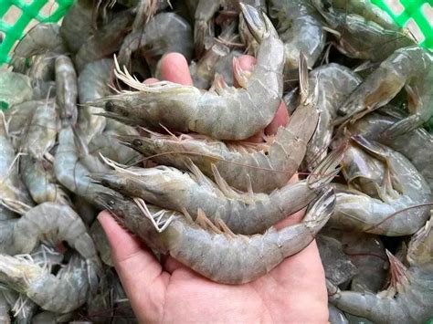 ขายกุ้งขาว Ennxo