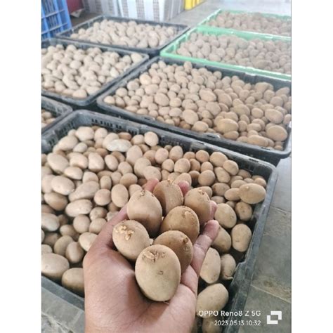 Jual Benih Kentang G Ukuran S Varietas Granola L Shopee Indonesia
