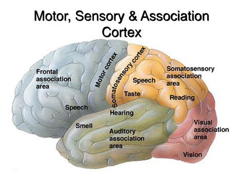 Ppt The Brain And Cranial Nerves Powerpoint Presentation Free Download Id 457174