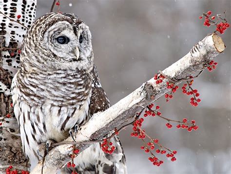 Photographing Wildlife In Winter 5 Tips