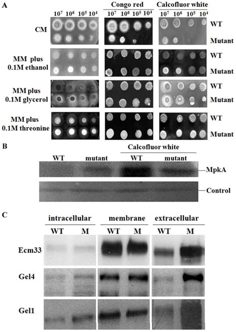 In A A Series Of 10 Fold Dilutions 107104 Cells Of Spores Was