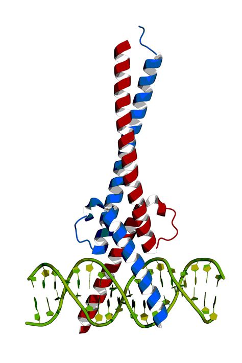 Protein Increases Signals That Protect Cancer Cells News Center