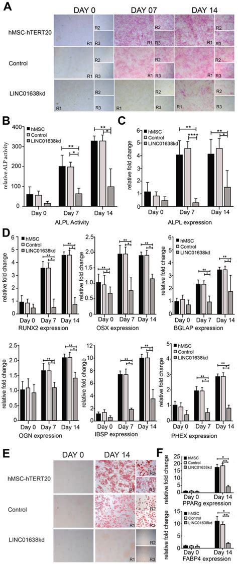 Linc01638 Is Required To Initiate Differentiation To The Osteogenic