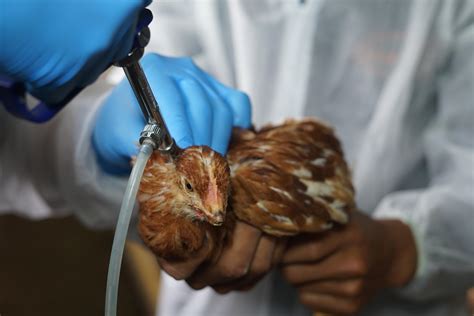 Influenza Aviaria Secondo Caso Di Uomo Infetto Da Virus H5n1 Negli Usa