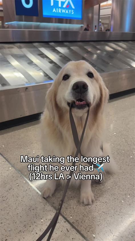 Mauis Incredible 12 Hour Adventure With Ruby Tiktok