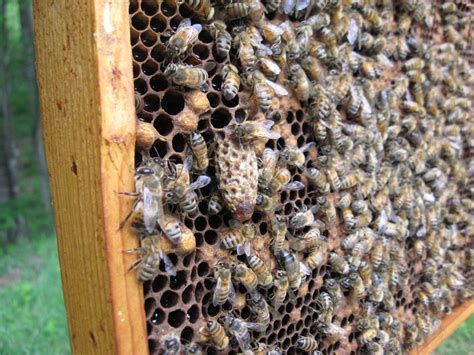 Beaver Creek Bees Myrina Swarmed