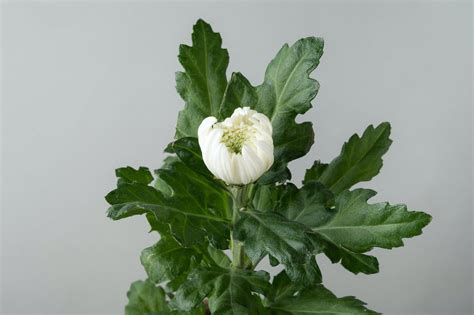 全ての栽培品種 JA愛知みなみ輪菊部会