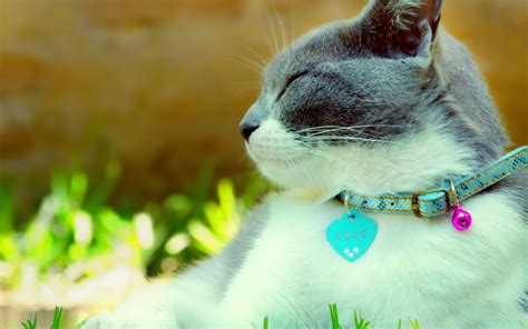 Wallpaper Grass Green Nose Whiskers Skin Light Flower Eye