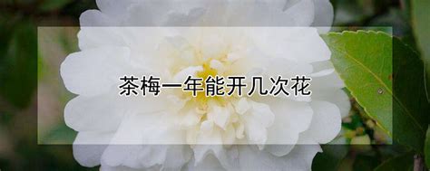 茶梅一年能开几次花 发财农业网