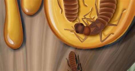 From Mating To Fossilization Artists Impression Okinawa Institute