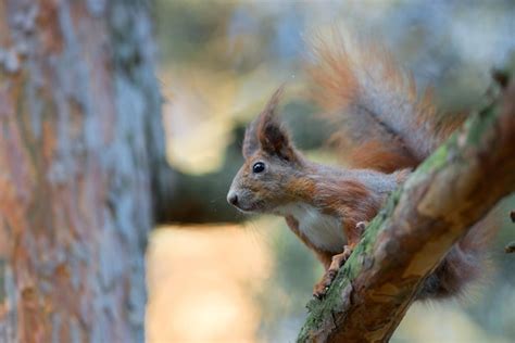 Premium Photo Red Squirrel In The Forest