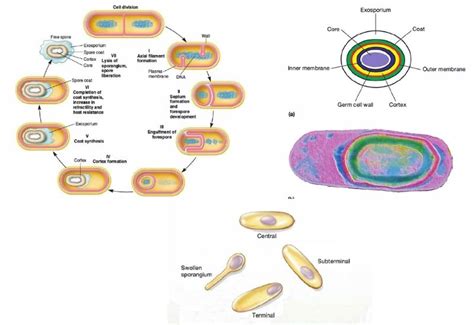 Endospore Definition Formation Germination Structure Resistance Biology Notes Online