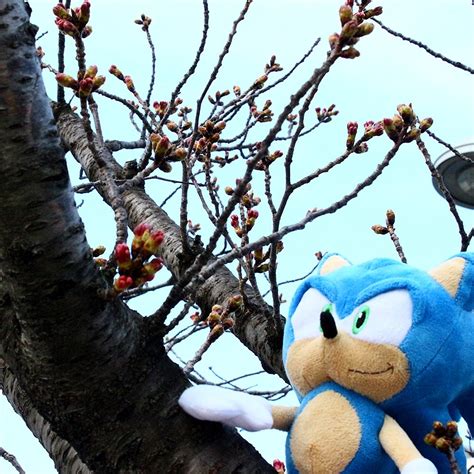 Sonic The Hedgehog Sonic Danbooru