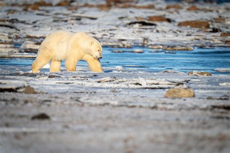 Beruang Kutub Melintasi Tundra Bersalju Di Antara Bebatuan Foto Stok