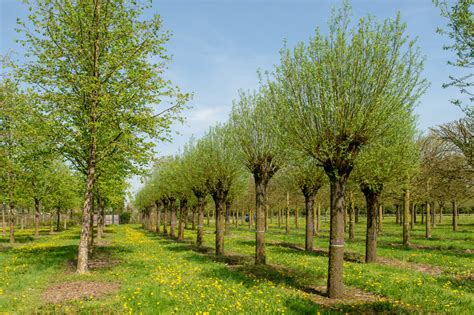 Topiary Trees Trees Range Ebben Nurseries