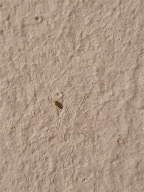 Anyone Knows What S This Bug Crawling On My Wall HardwareZone Forums