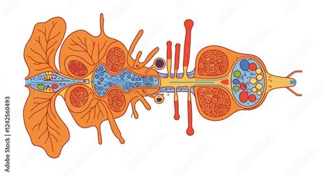 Scientific Illustration This Image Shows A Detailed Cross Section Of A Biological Structure