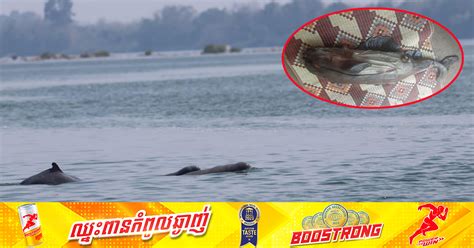 កម្ពុជា ទទួល បាន កូន ផ្សោត ថ្មី ២ ក្បាល ក្នុង ថ្ងៃ តែ មួយ តែ ១ក្បាល