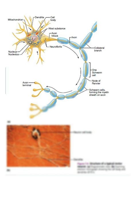 Solution Chapter 6 Nervous System Studypool