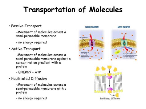 Ppt Diffusion And Osmosis Powerpoint Presentation Free Download Id