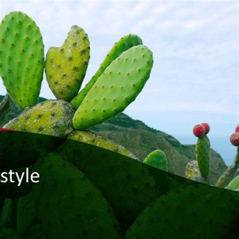 Cactus Powerpoint Template