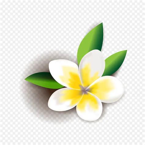精美白色黄花木槿花PNG图片素材下载 图片编号qlvgbvbx 免抠素材网