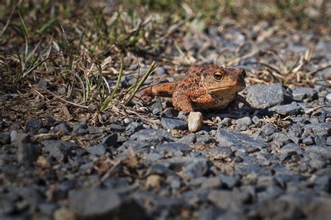 Toad Species Common Free Photo On Pixabay Pixabay