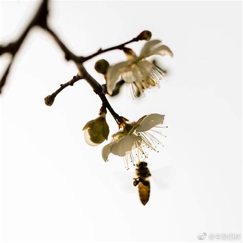 梅花是中国十大名花之首