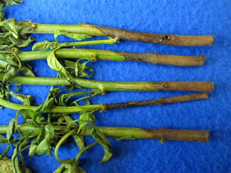 Phytophthora Blight On Peppers