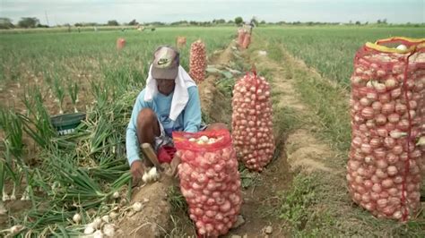 Onion crisis leaves Filipino farmers struggling