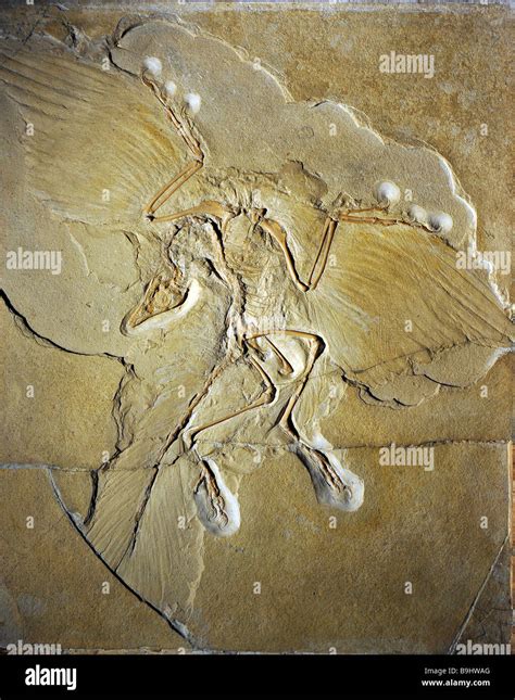 Archaeopteryx Fossil Replica