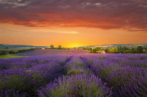 Otford Lavender Fields At Sunset Otford Nr Sevenoaks Ken Flickr