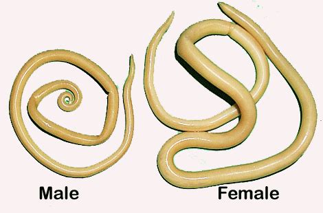 Ascaris Lumbricoides Roundworm Biology Educare