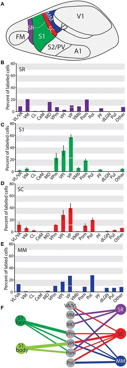 Summary Of Projections Across Cortical Areas Investigated In These