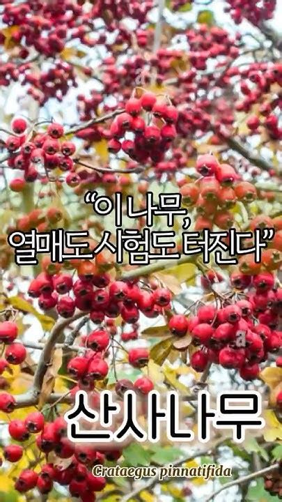 기출에만 3번 나옴 ”“산사나무 낙엽 활엽 소교목 Youtube