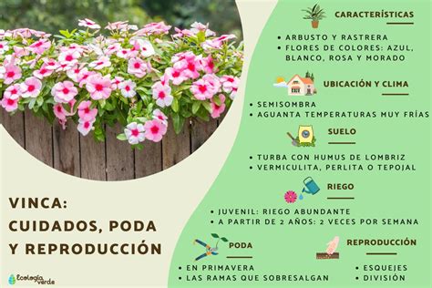 Vinca Cuidados Poda Y Reproducción Guía Completa