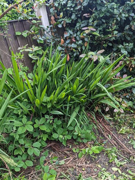 Can Anyone Identify These Bulbs Rgardeninguk